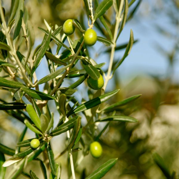 Aceite Premium - Amarga y Pica